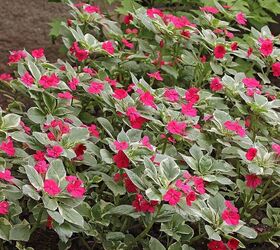70+ Types of Impatiens (with Pictures) | Upgradedhome.com
