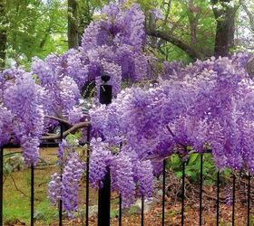 12 Different Types of Wisteria (with Photos) | Upgradedhome.com