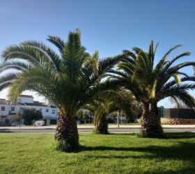 25 Types Of Palm Trees (With Photos) | Upgradedhome.com
