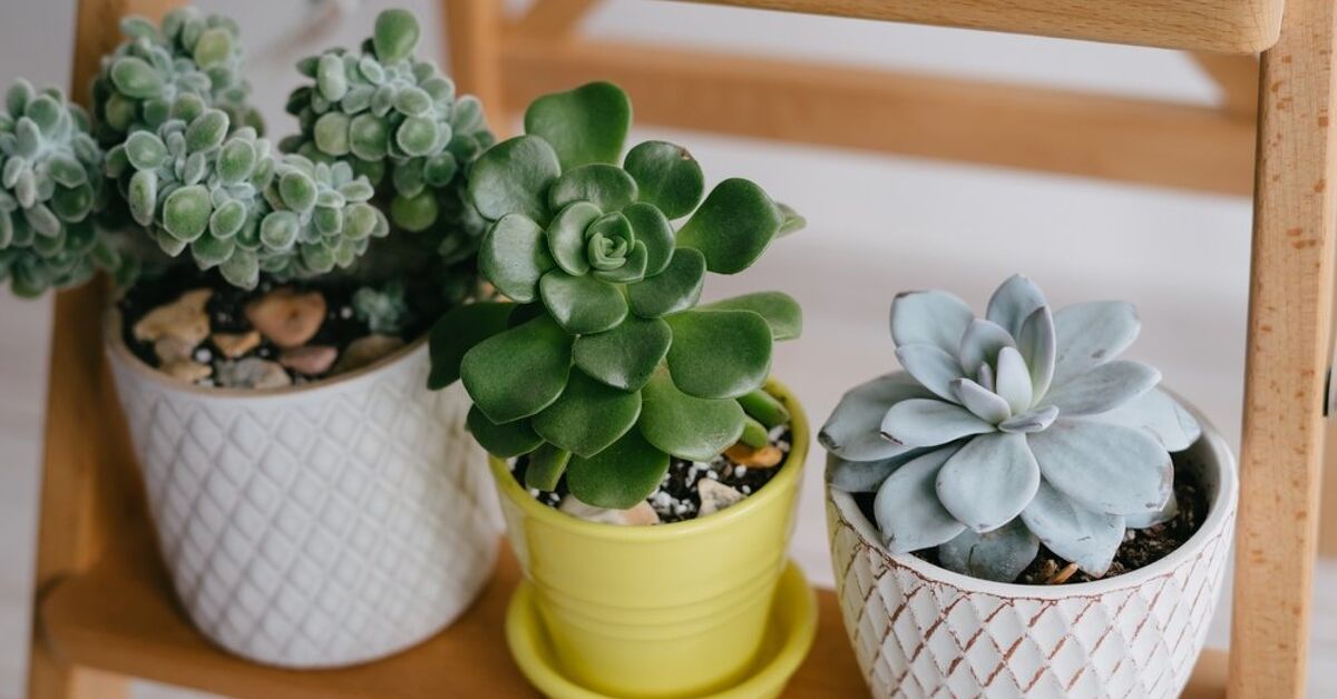 12 Tiny Indoor Plants That Are Ideal For Small Spaces Upgradedhome 12 Tiny Indoor Plants That Are Ideal For Small Spaces Upgradedhome