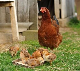 Nine Pets That Can Safely Live Outside | Upgradedhome.com